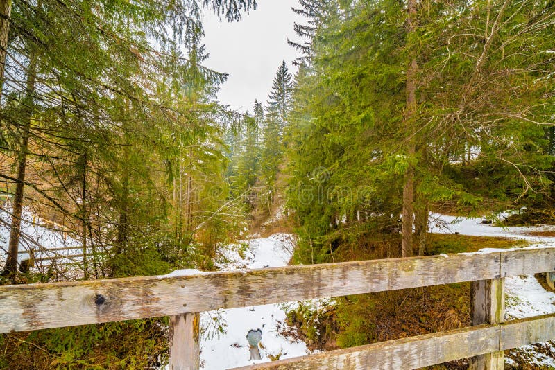 Mountain View of Snowy Forest Stock Photo - Image of snowy, pine: 83326814