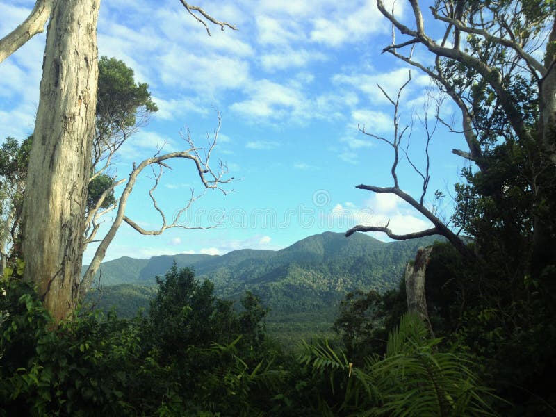 Canopy Daintree Rainforest Photos - Free & Royalty-Free Stock Photos ...