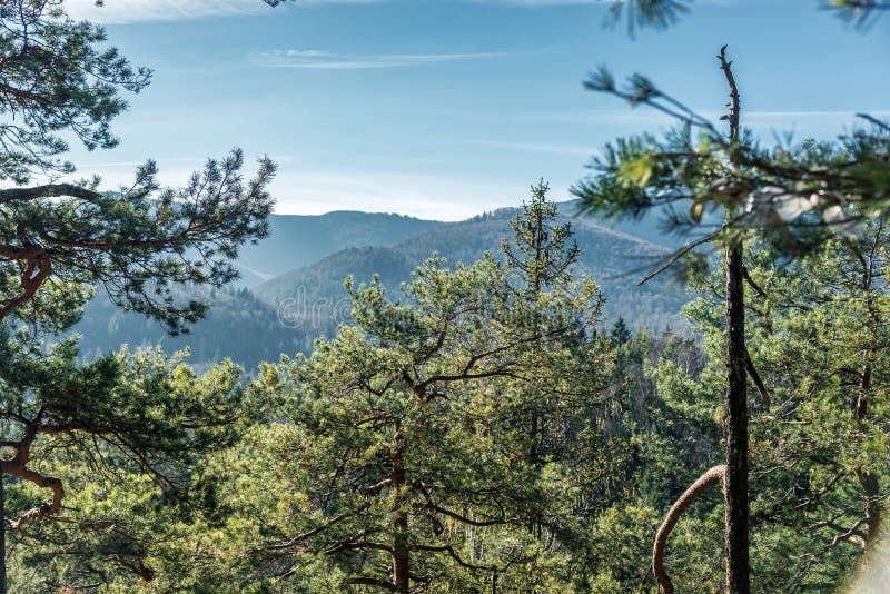 Mountain View through the Trees on the Whole Frame Stock Photo - Image ...