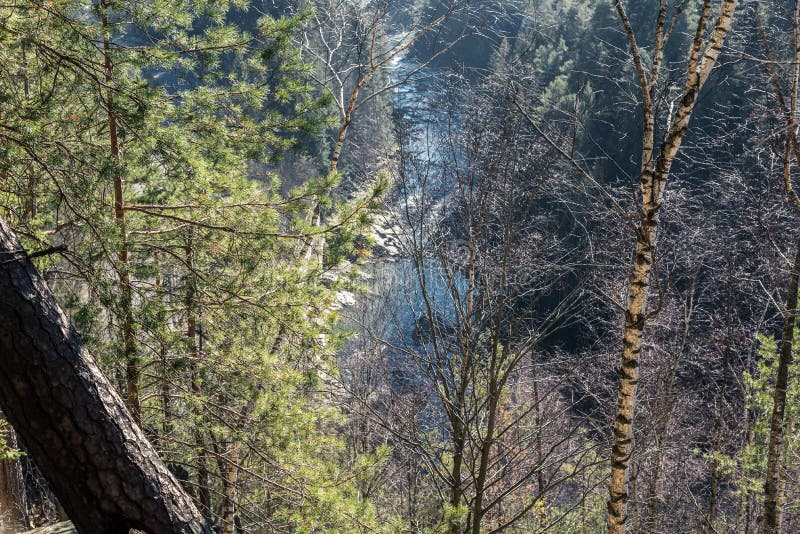 Mountain View through the Trees on the Whole Frame Stock Photo - Image ...