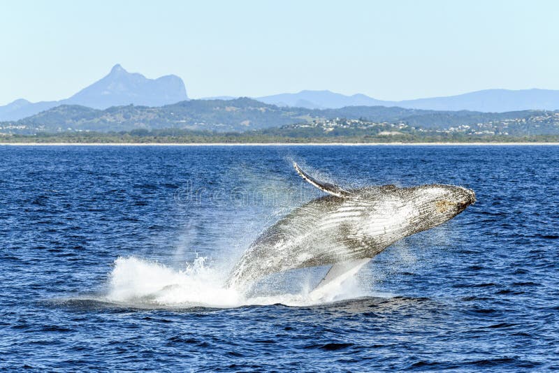 Mountain View while a Whale Breaches in the Foreground. Stock Photo ...