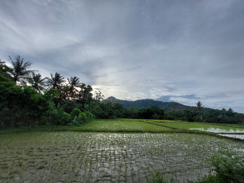 Mountain with Views of Newly Planted Rice Fields Stock Photo - Image of ...