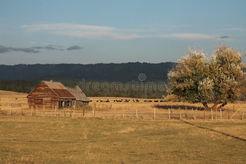 Run down old log cabin stock photo. Image of plants, settlement - 50347966