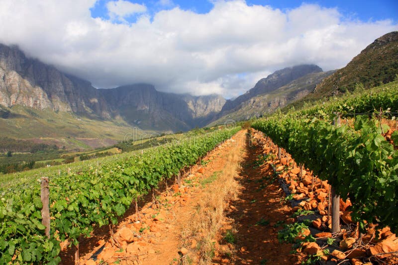 Mountain Vineyard stock photo. Image of groot, cabernet - 7017956