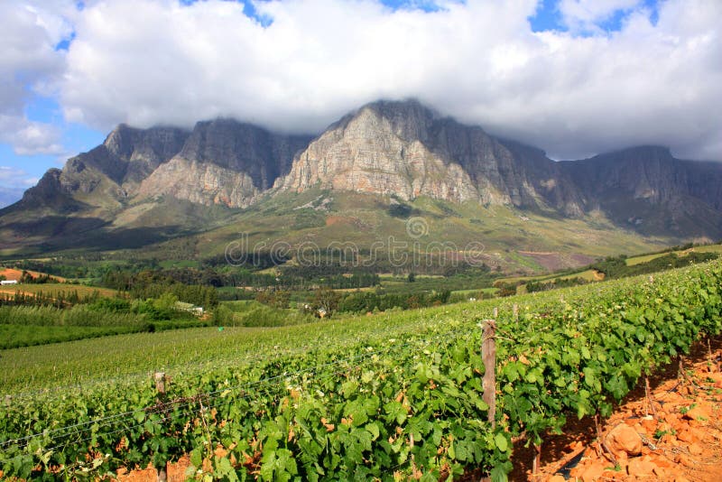 Mountain Vineyard Landscape Stock Photo - Image of sauvignon, cabernet ...