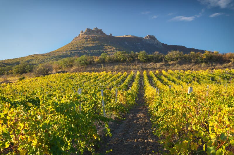 Mountain and Vineyard. stock image. Image of grape, line - 91085351