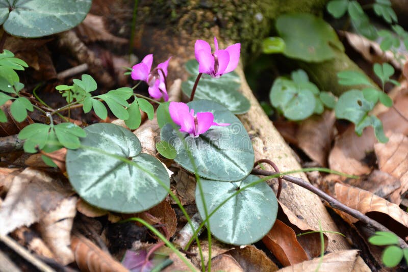 Mountain violet stock image. Image of flowers, small - 53951919