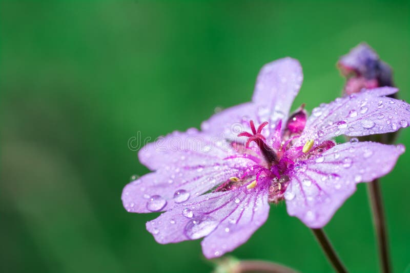 Mountain violet flower stock image. Image of landscape - 116451147