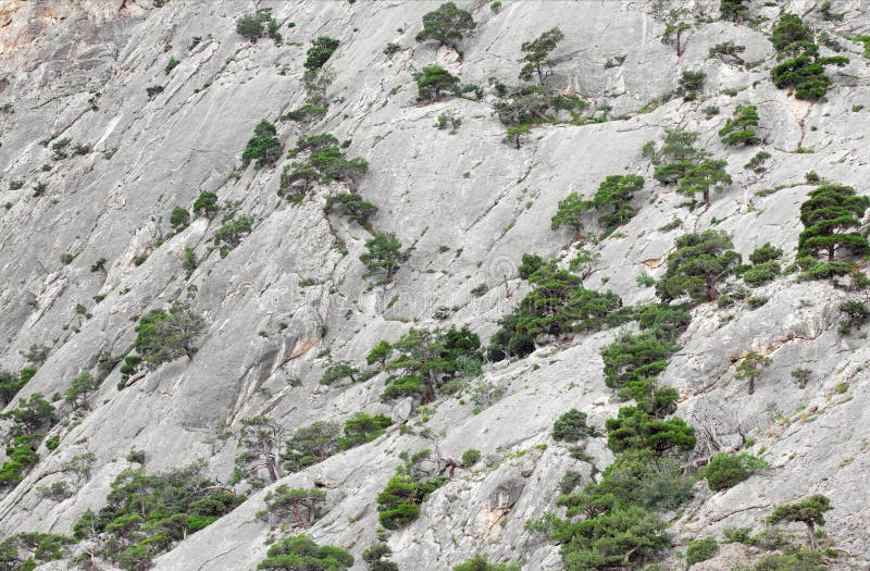 Mountain Wall Growing on Her Juniper Trees Stock Photo - Image of ...