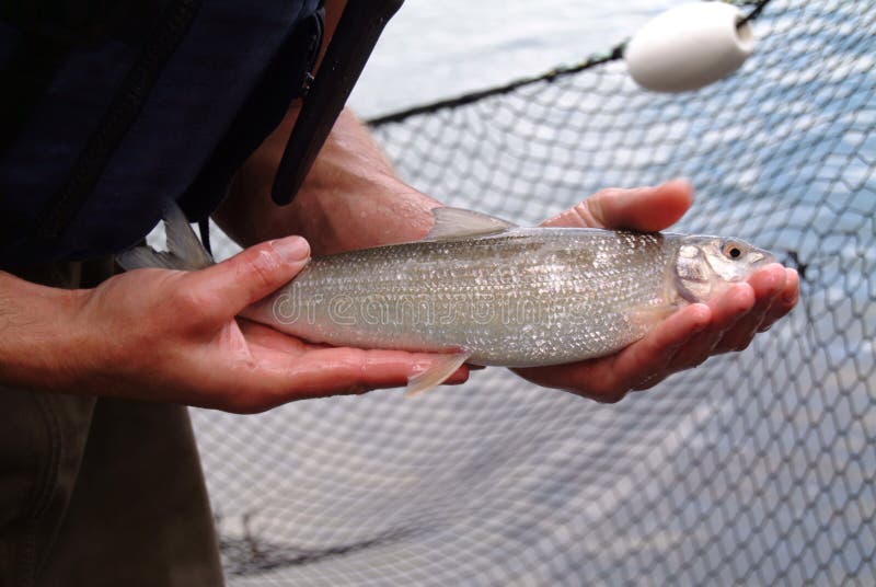 Mountain Whitefish - Beach Seining Stock Image - Image of activity ...
