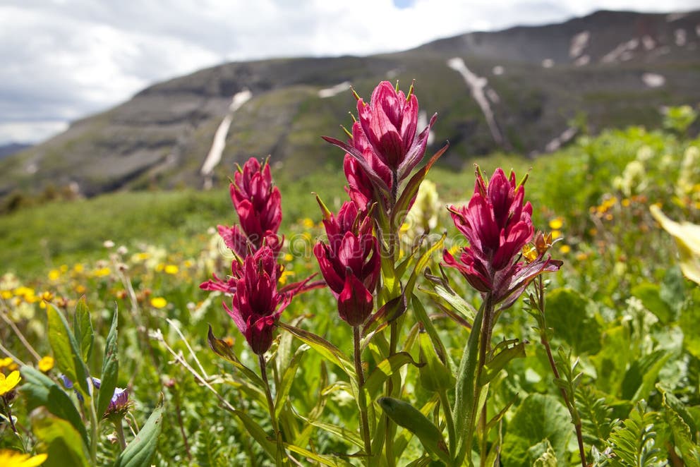 Mountain Wild Flowers Colorado Stock Photo - Image of wildflowers ...