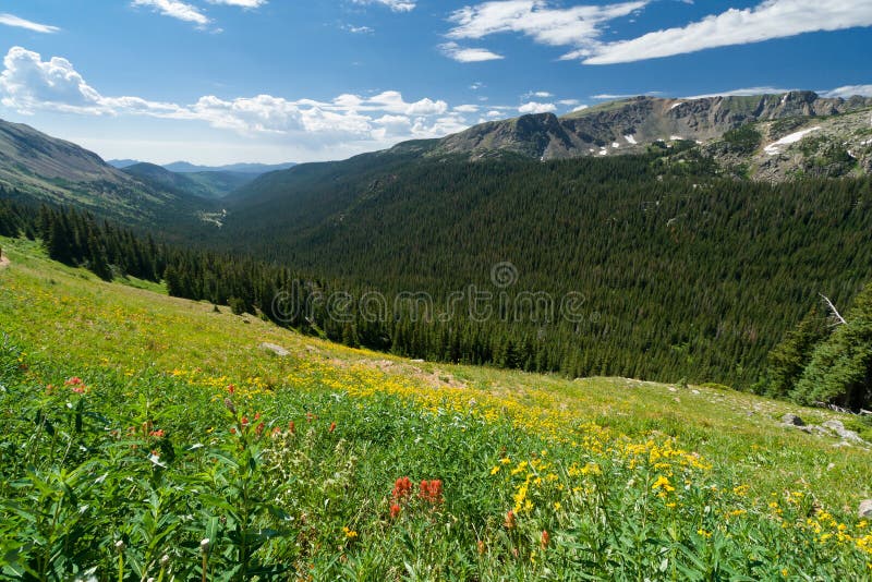 Mountain Wildflower Landscape Stock Photo - Image of bloom, colorado ...