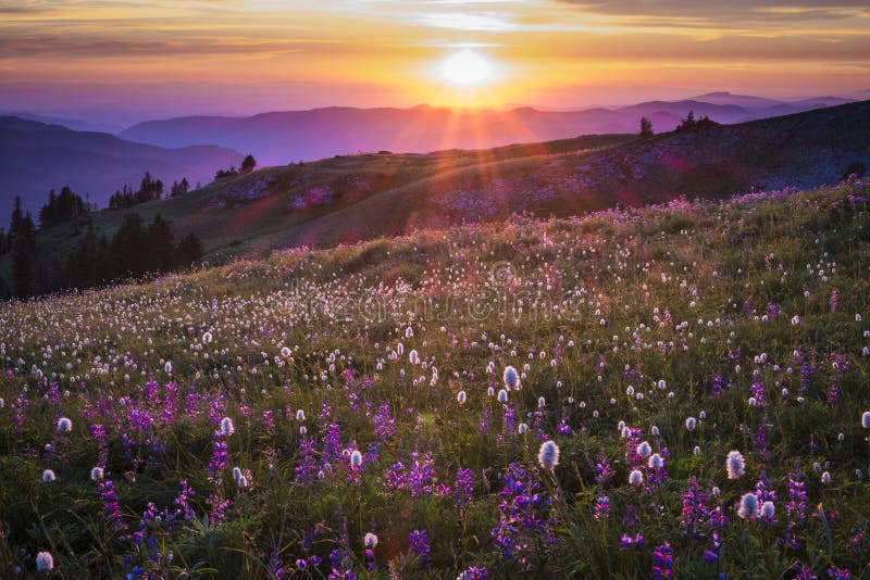 Mountain Wildflowers Backlit by Sunset Stock Image - Image of alpine ...