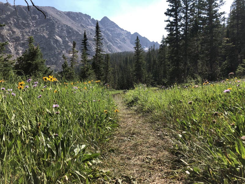 Mountain wildflowers stock image. Image of wildflowers - 235431295
