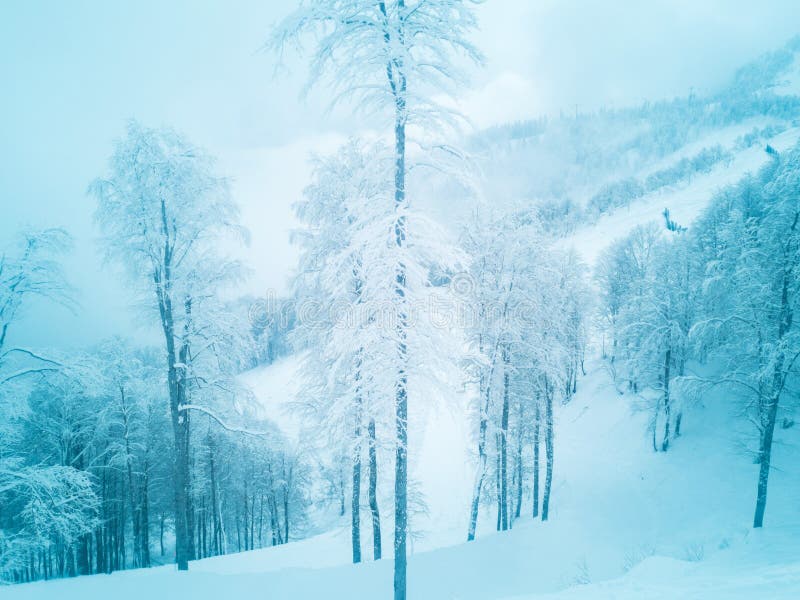 Mountain Winter Forest in Snow Stock Photo - Image of beauty, beautiful ...