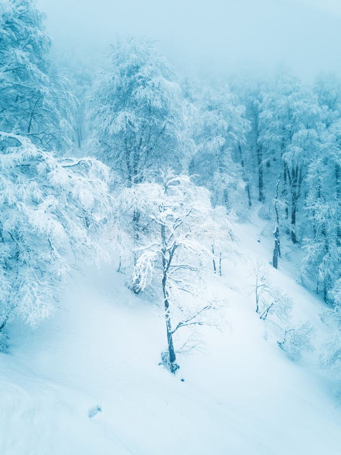 Mountain Winter Forest in Snow Stock Photo - Image of light, polyana ...