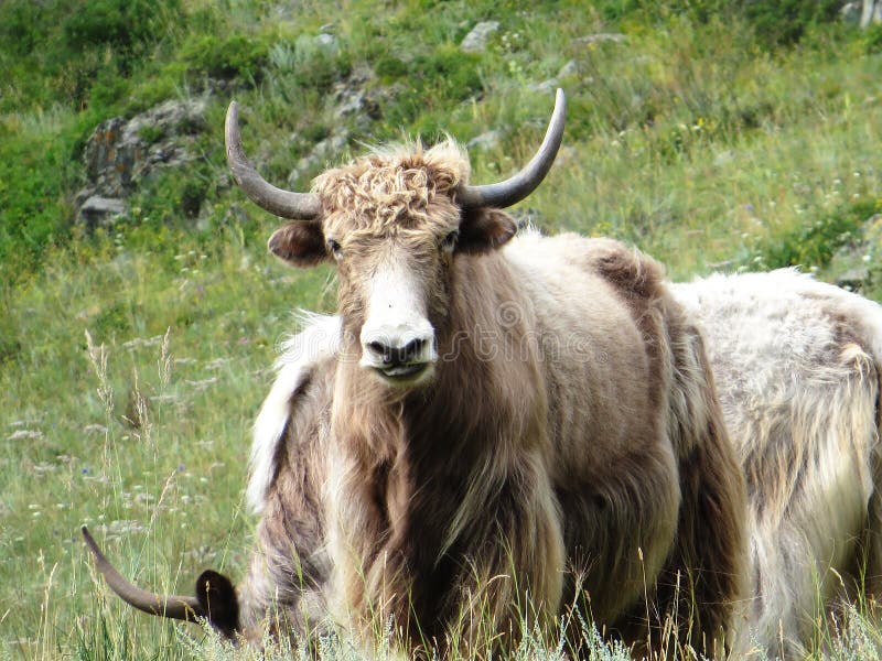 174 Pet Yak Stock Photos - Free & Royalty-Free Stock Photos from Dreamstime