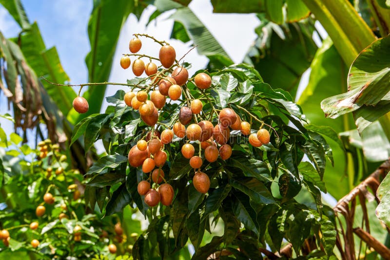 Mountain Yellow Bark Fruit Tree Planted in Wild Orchard Stock Photo ...