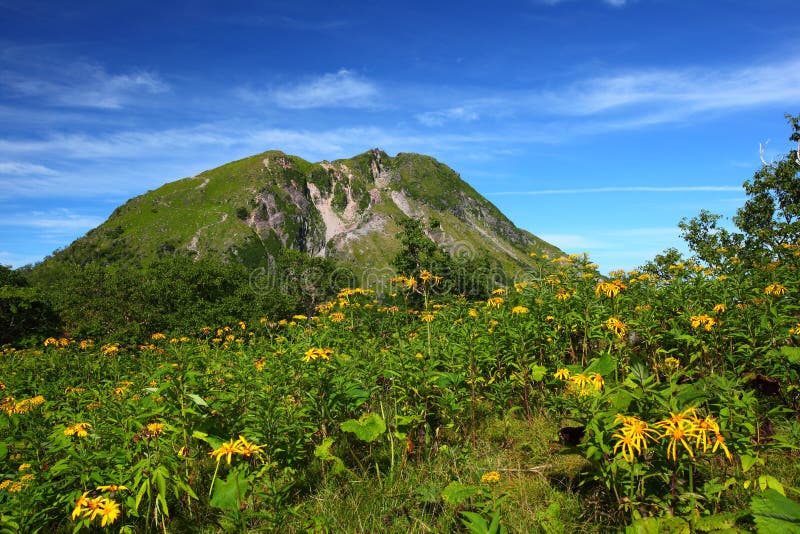 Mountain and yellow flower stock photo. Image of environment - 26455356