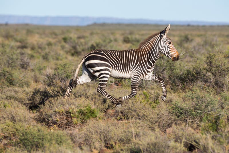 Zebra at Karoo National Park Stock Photo - Image of bush, grass: 31288186