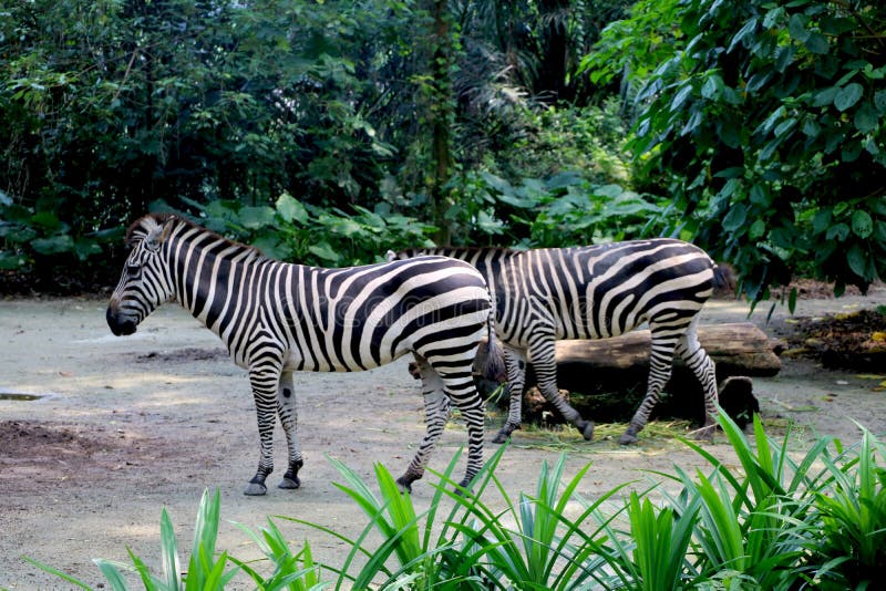 Mountain Zebras stock image. Image of animal, safari - 193979697