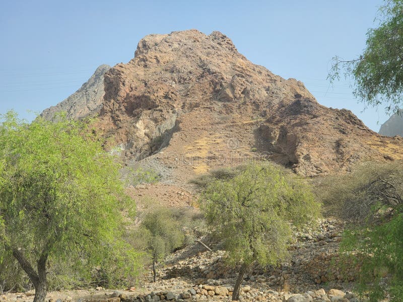 Mountainand Ghaf Trees in Muscat, Oman Stock Image - Image of cliff ...