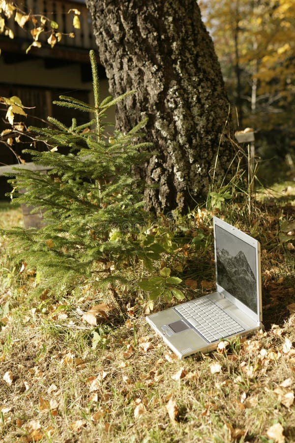 Forrest of Pine Trees stock photo. Image of forrested - 3927760