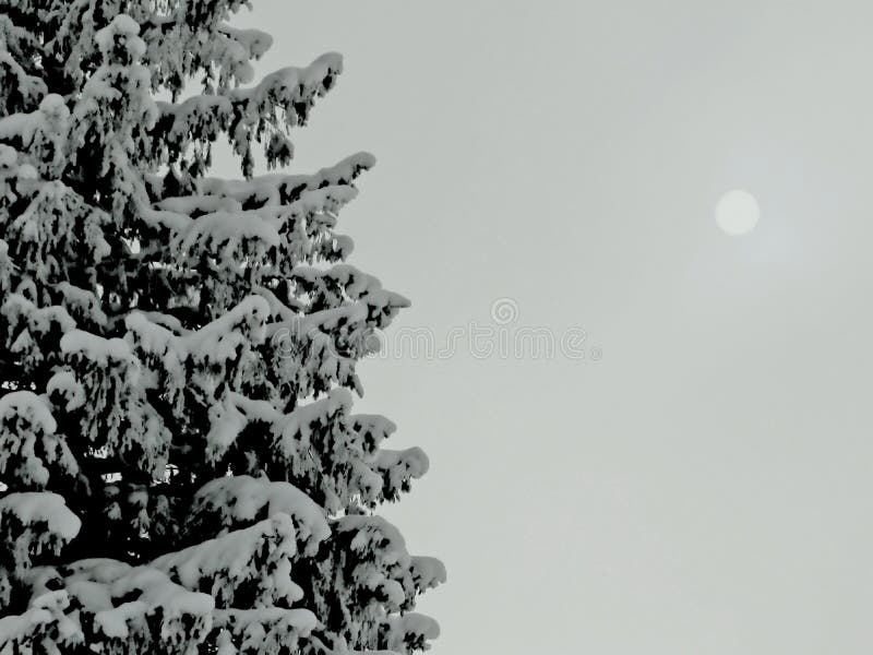 Coniferous Tree Covered with Snow Stock Photo - Image of botany ...
