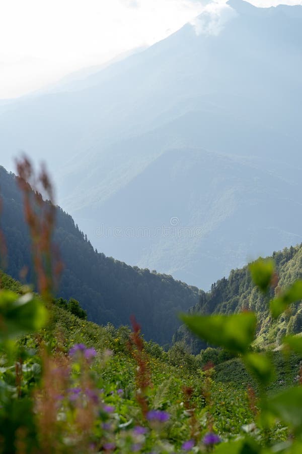 Mountains and Alpine Meadows, Sunny Day, Summer Stock Image - Image of ...