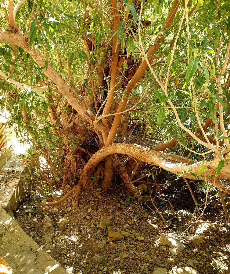 Trunk of the Eucalyptus Tree in Interlocking Branches Stock Photo ...