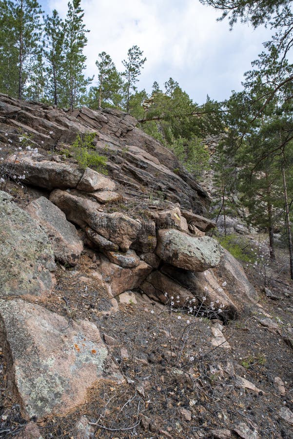 Mountains with Blossoming Apricots and Green Forest Stock Photo - Image ...