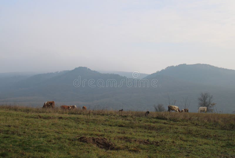 Mountains at Budakeszi stock photo. Image of beautiful - 265058552