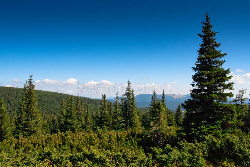 Mountains Covered with Fir Trees Stock Photo - Image of juniper ...