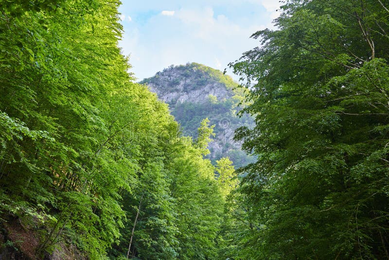 Mountains Covered in Forests Stock Photo - Image of forest, beautiful ...