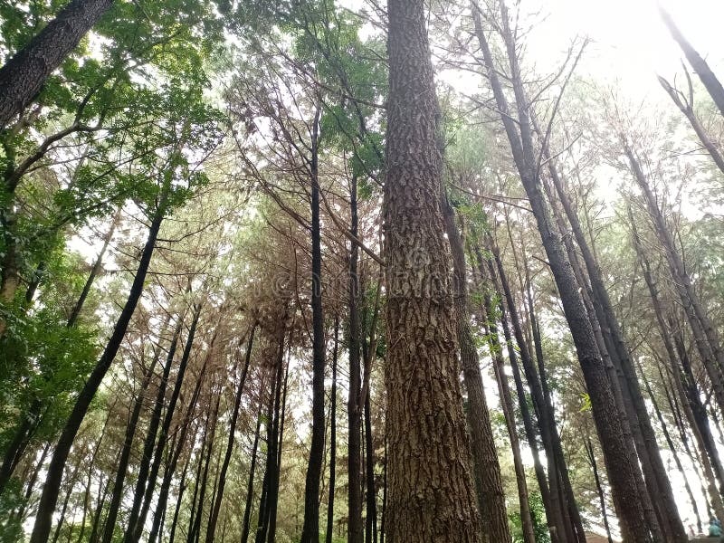 Tall Lined Pine Trees with Perfect Photo Shoots Stock Image - Image of ...
