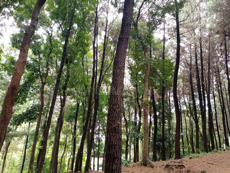 Tall Lined Pine Trees with Perfect Photo Shoots Stock Image - Image of ...