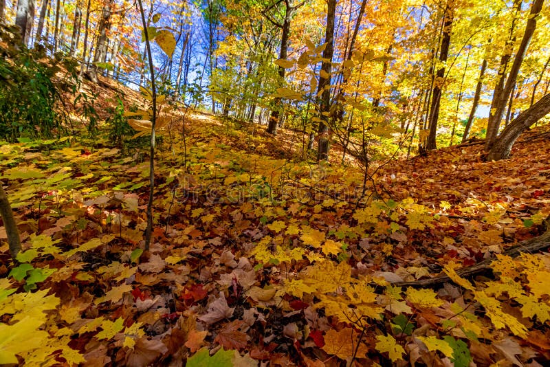 Mountains of Fallen Leaves on the Mountain - Fall in Central Ontario ...