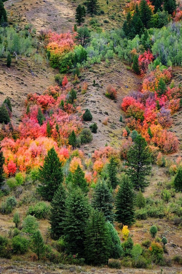 Mountains Forest Autumn Fall Trees and Pines Wilderness Stock Image ...