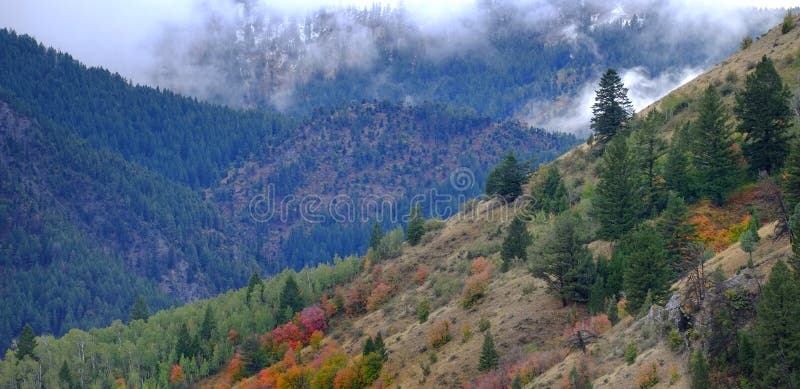 Mountains Forest Autumn Fall Trees and Pines Wilderness Stock Image ...