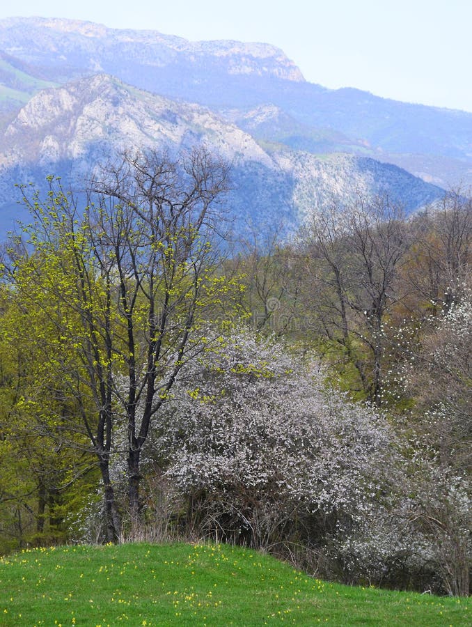 Mountains and Forest in the Spring Stock Photo - Image of beautiful ...