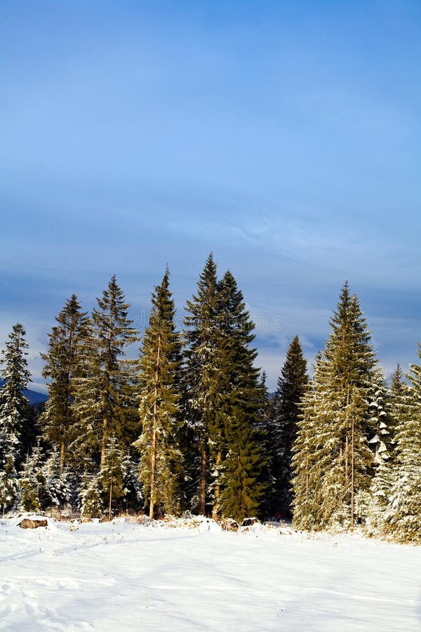 Mountains and fur-trees stock image. Image of beauty, horizon - 7639971
