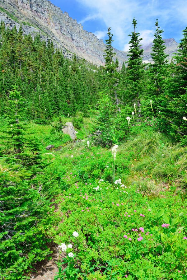 Mountains and High Alpine Conifer Forest in Glacier National Park Stock ...