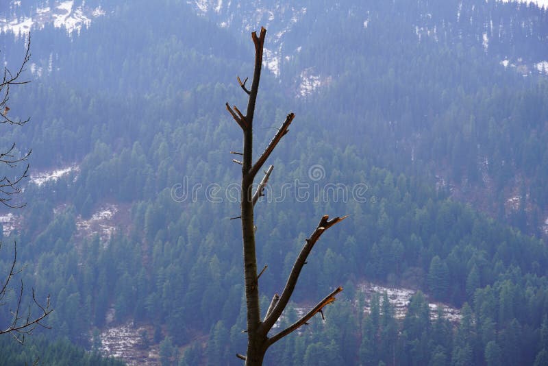Mountains Images High Definition with a Tree Branch Stock Image - Image ...