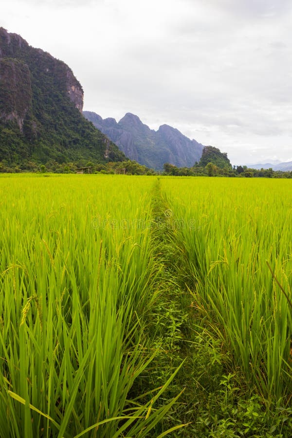 Mountains Landscape Rice Nature Stock Image - Image of landscape ...
