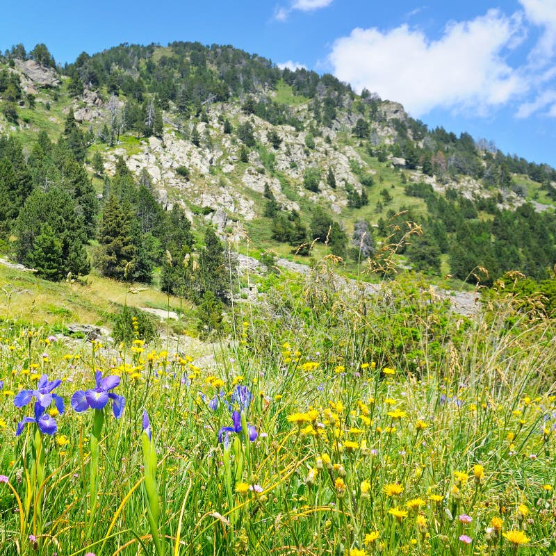 Mountains, Meadows and Blue Sky Stock Image - Image of herbage, color ...