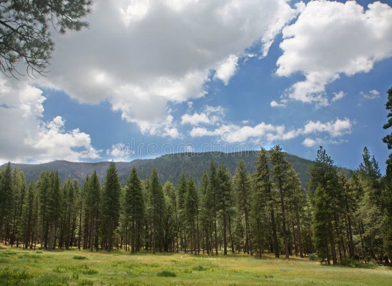 Mountains Pine Trees and Sky Stock Image - Image of water, blue: 954339