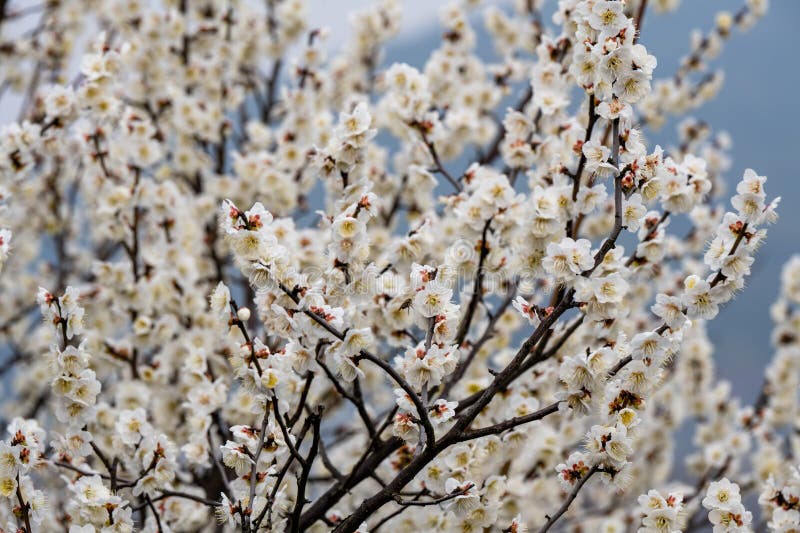 Blooming white plum stock photo. Image of tree, plum - 270921876