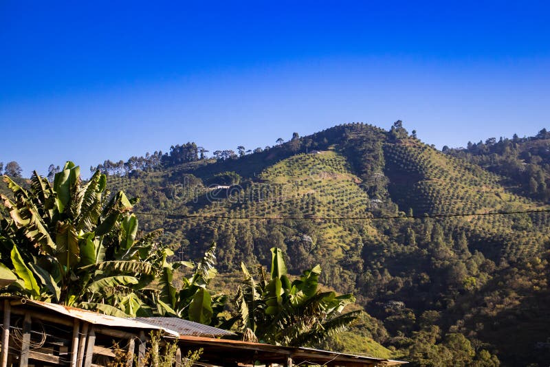 Mountains and Plantations in Pacora in the Caldas Region of Colombia ...