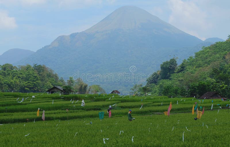 Mountains and rice fields stock photo. Image of dream - 201086590