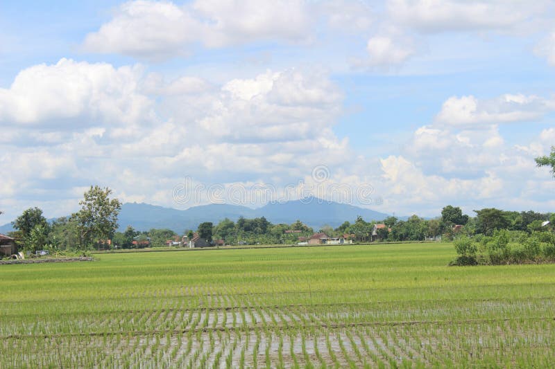 Mountains Rice Fields Make Very Beautiful View Stock Photos - Free ...